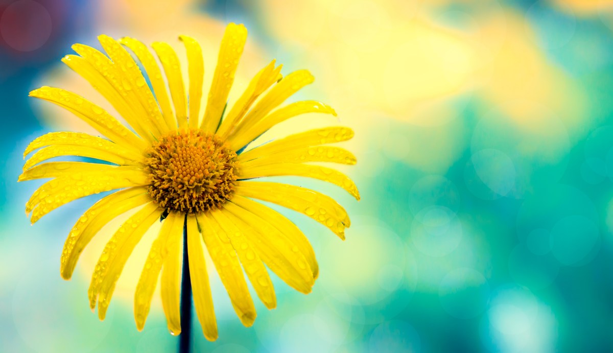 Jou lewe is ‘n droom – Madeleine Venter